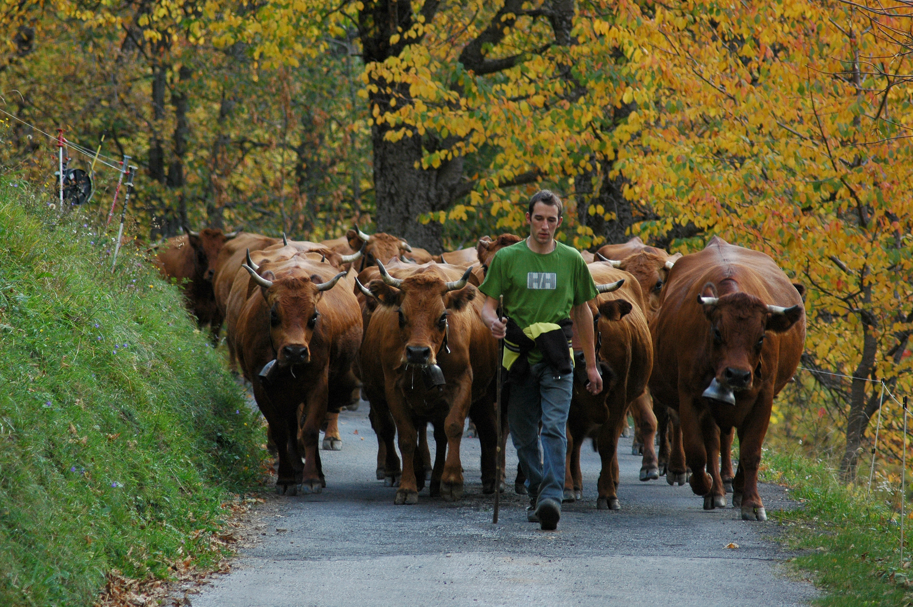 Le métier de vacher remplaçant (H/F) – L'espace pédagogique des ...