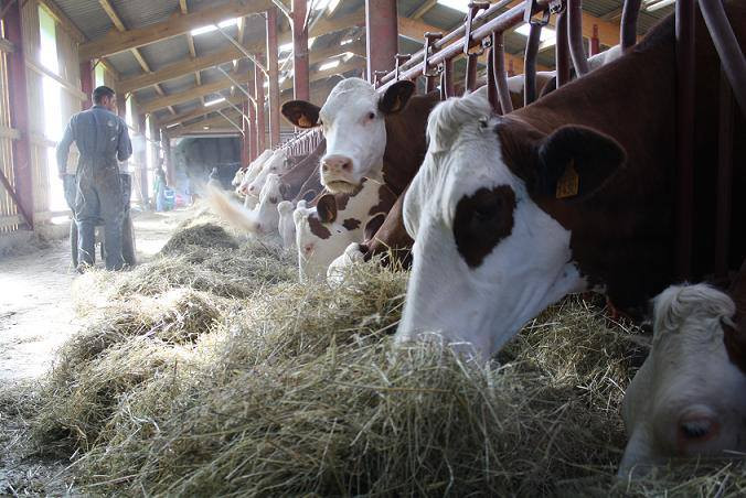Témoignage d’un technico-commercial aliment du bétail – L'espace ...
